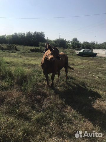 Племенной бык Шароле