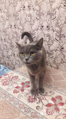 Британские котята в добрые руки бесплатно