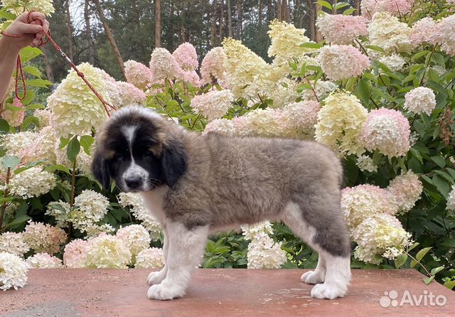 Щенок московской сторожевой, сука