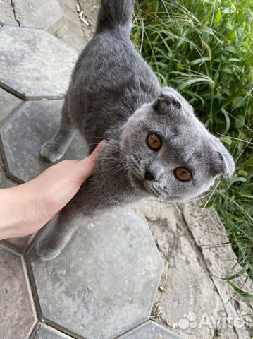 Шотландская вислоухая