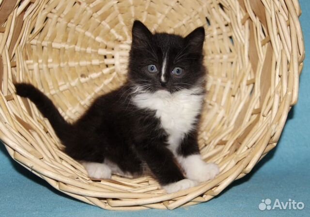 Крошка котенок Потап 1,5 месяца в добрые руки