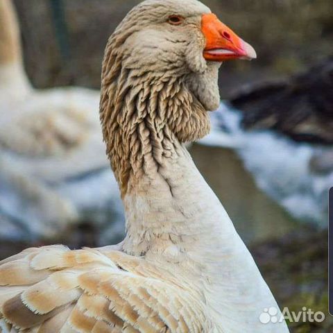 Тулузские гуси