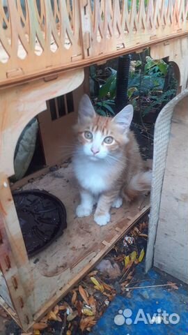 Рыжий котик охотник