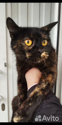 Кошечка Жанетт ищет прежних/новых хозяев