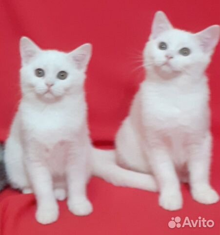 Котята щотландские С документаминедорого