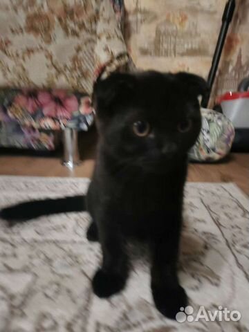 Вислоухий кот черный