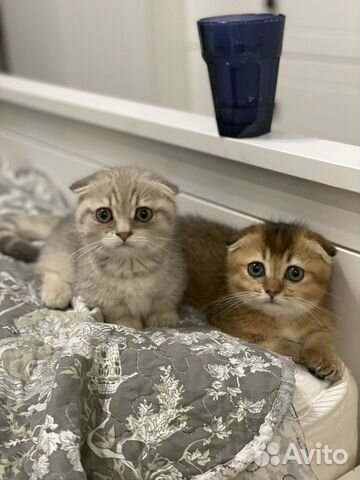 Котики породы манчкин