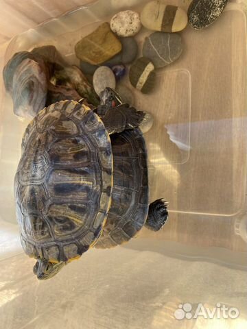 Черепахи 2 шт бесплатно