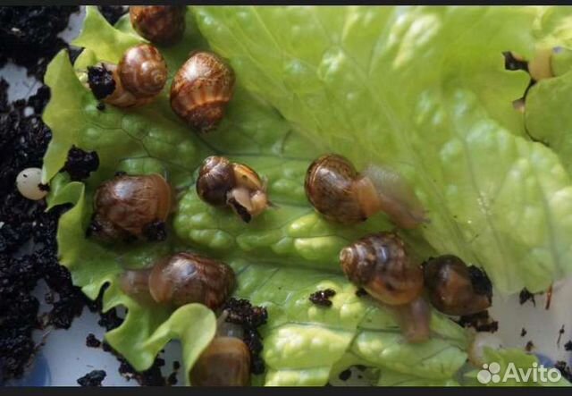 Отдам улиток ахатинок