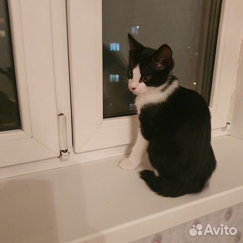 Курильский бобтейл метис в добрые руки