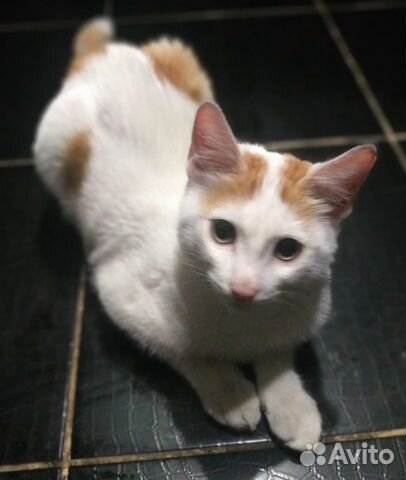 Молодой котик ждет семью