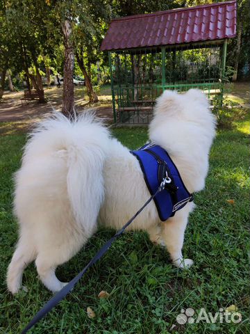 Отдам самоеда