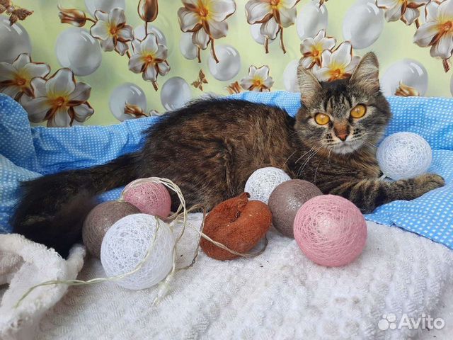 Котёнок кошечка Долли 7 месяцев
