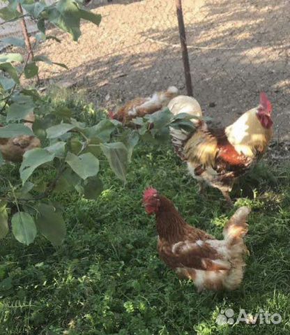 Петух и 4 курицы