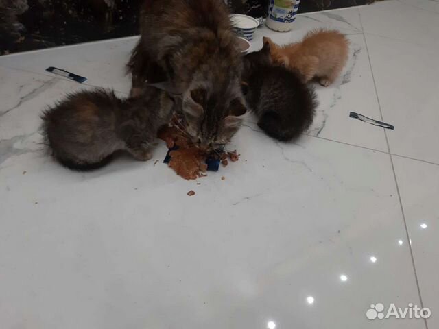Кошка с котятами Ищут дом