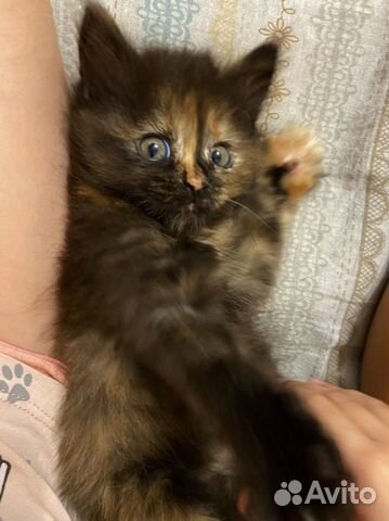 Котята в добрые руки даром