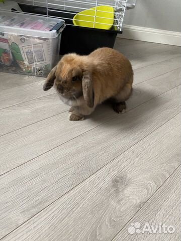 Кролик карликовый баран mini lop