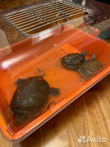 Красноухие черепахи бесплатно