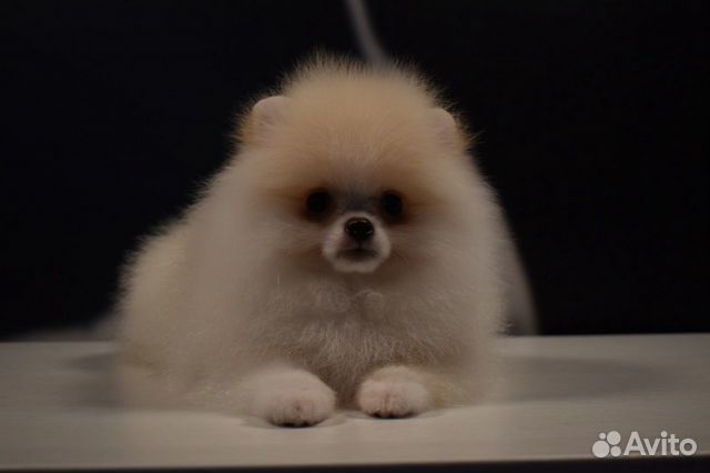 Кремыши мальчиши