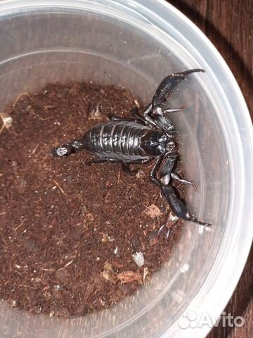 Скорпион heterometrus spinifer