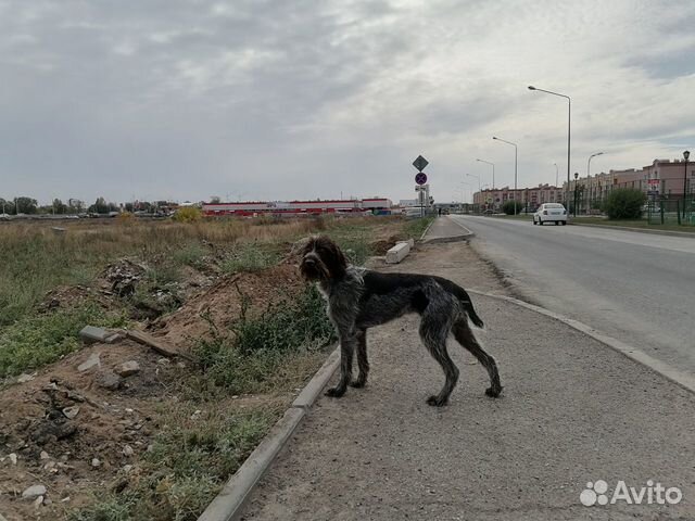 Продам рабочего Дратхара