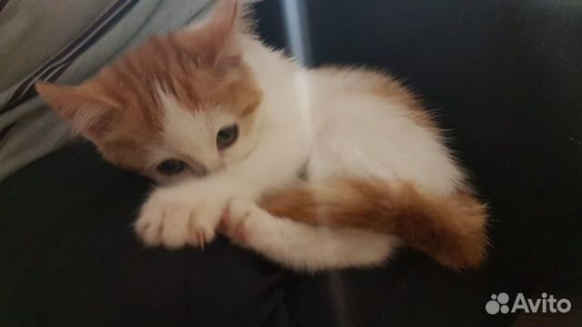 Отдам в добрые руки маленькую кошечку