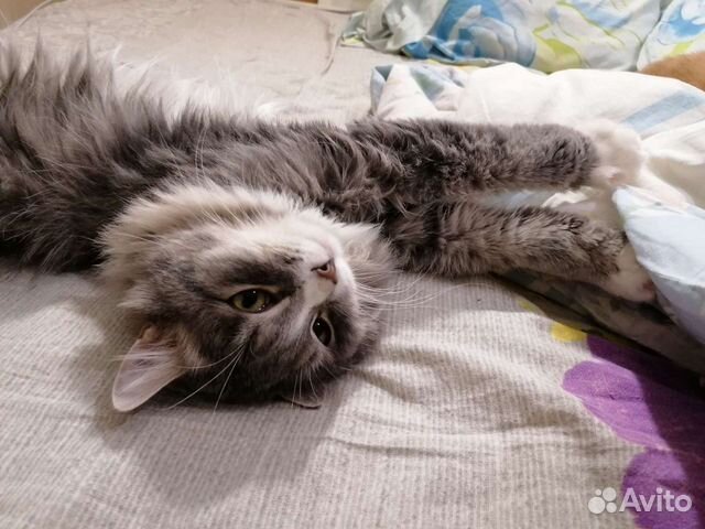 Котик Монти, кастрированный