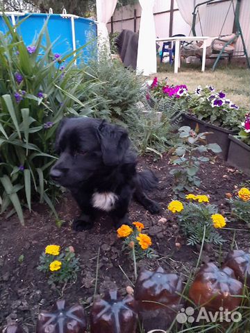 Пес Арчи ищет хозяина