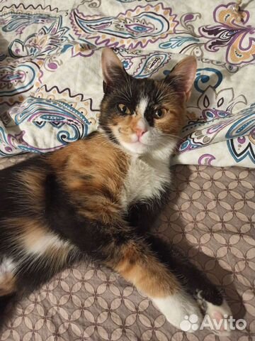 Кошкав добрые руки