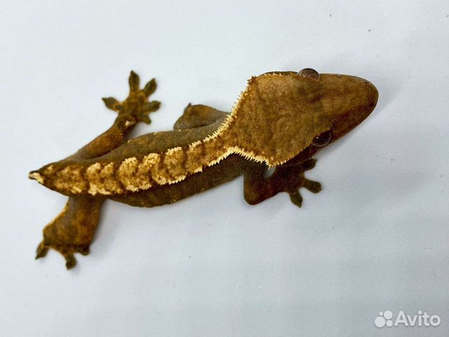 Бананоед Harlequin самка