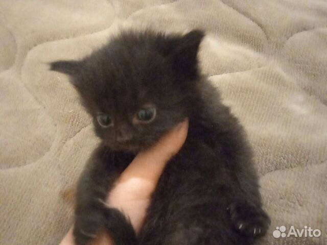 Котëнок персидский