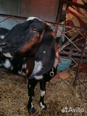 Коза нубийская