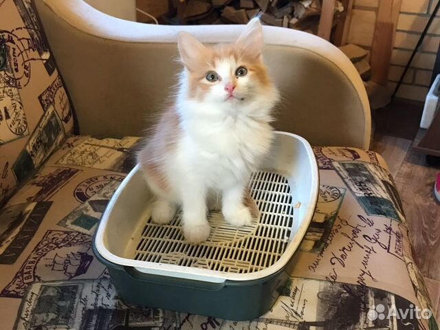 Отдадим кота в добрые руки