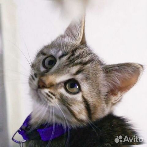 Котята, котёнок окрас табби малышка в дар