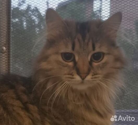 Мурочка из приюта, 10 мес, стерильная, привезем