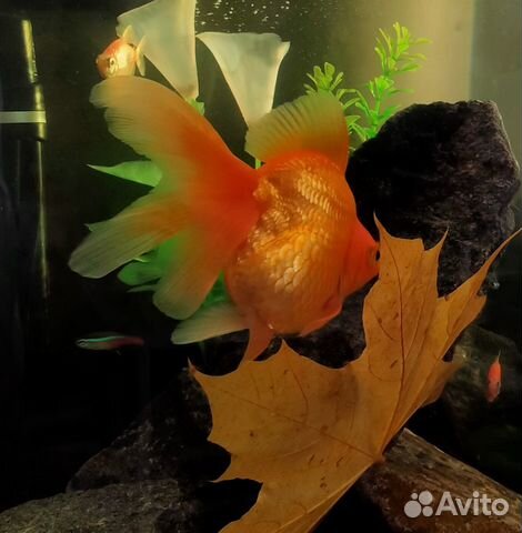 Золотая рыбка