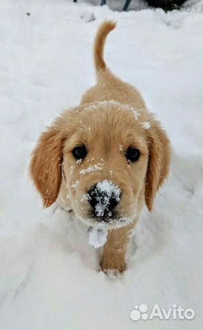 Золотистый ретривер щенки