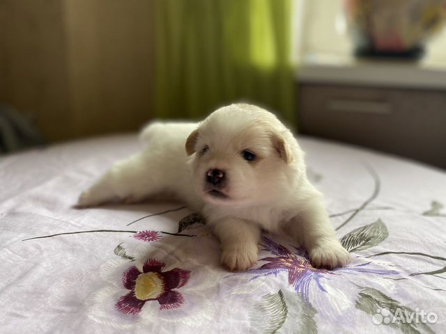 Щенки шпица