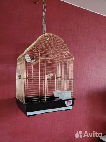 Птицы Амадины с клеткой