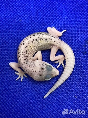 Эублефар Black Hole самка