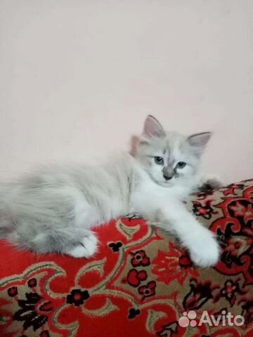 Котенок в добрые руки