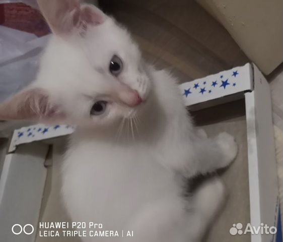 Милые котята