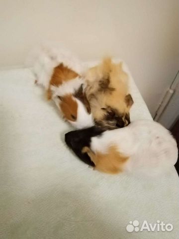 Морская свинка