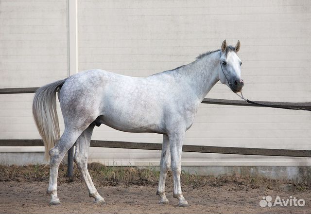 Орловский рысак