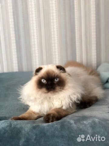 Коты для вязки