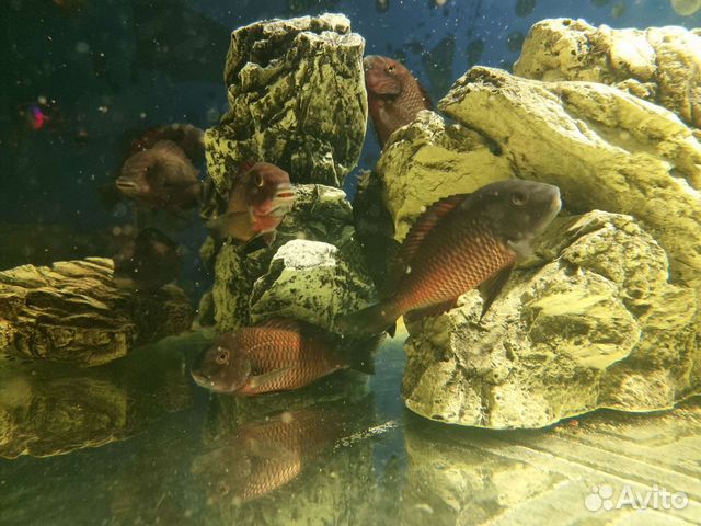 Трофеус ндоле ред