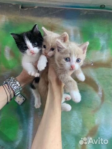 Букет котят