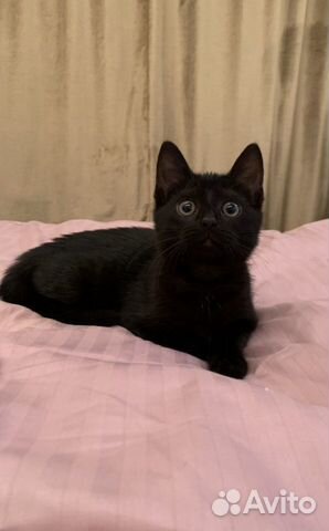 Котёнок Мэри в добрые руки