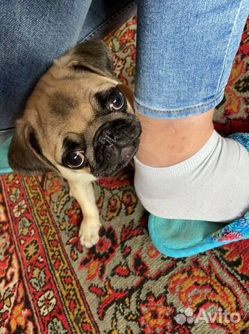 Щенок Мопс Мальчик