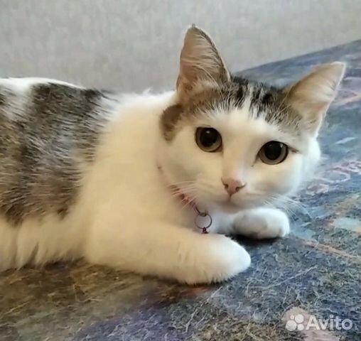 Кошка